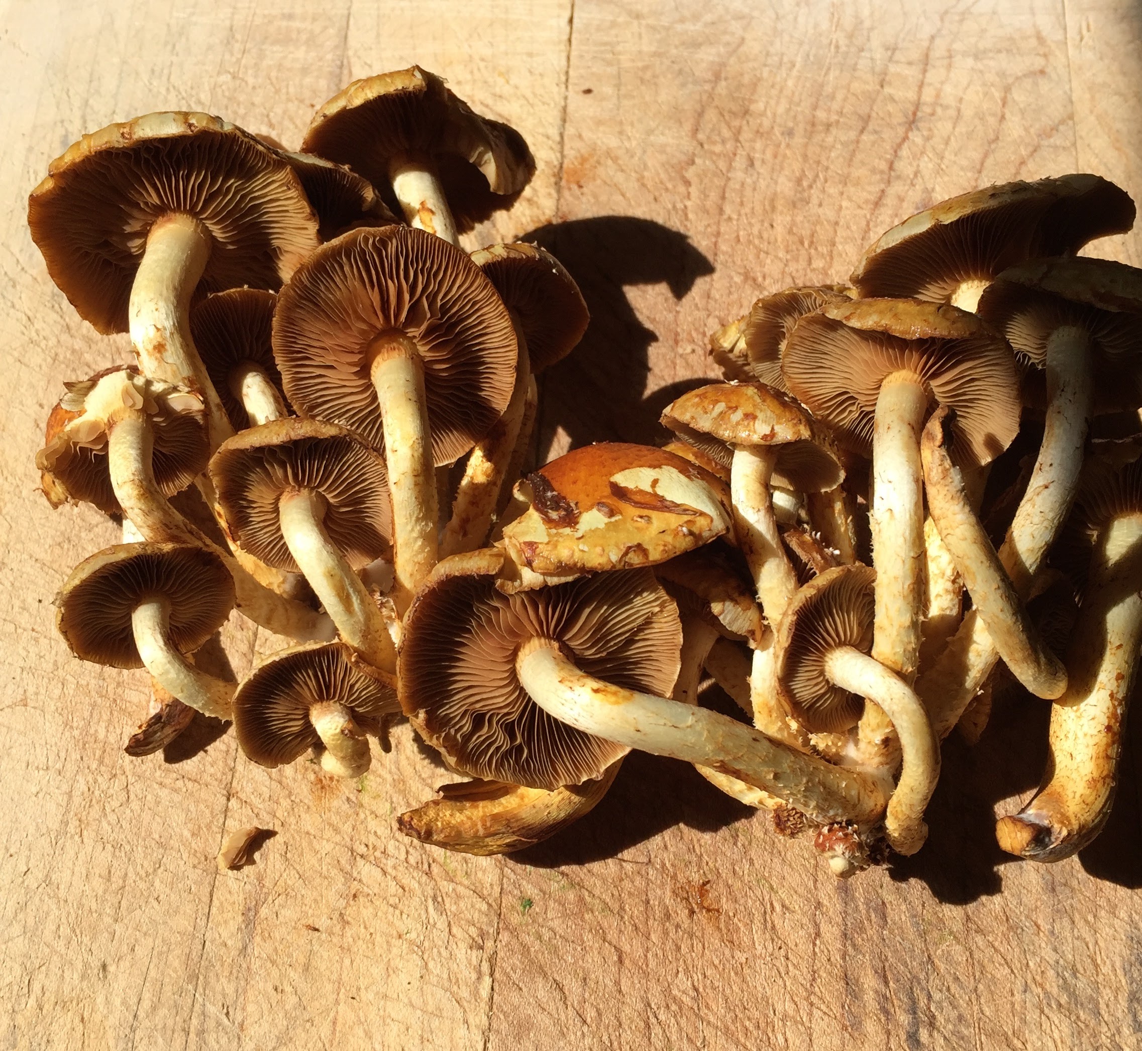 Roulade of Duck Breast with Butternut Squash – Great Lakes Cuisine